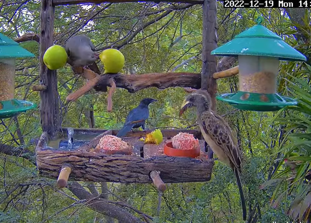 Allen Birdcam - 2023