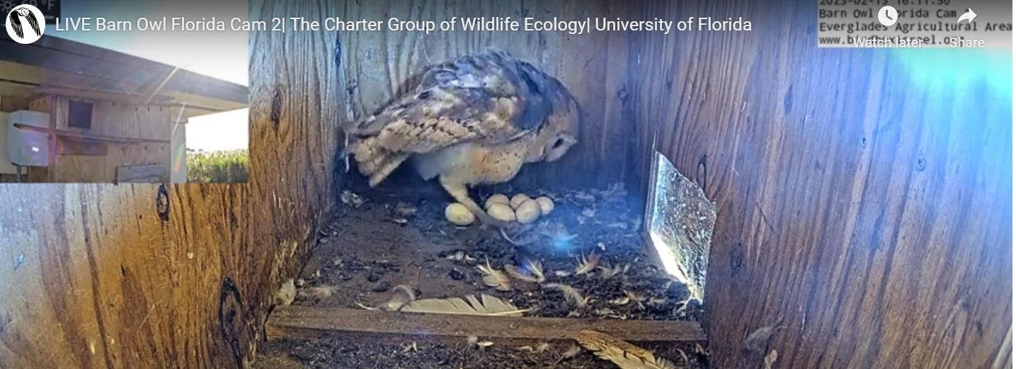 Florida Barn Owl Cams - 2023
