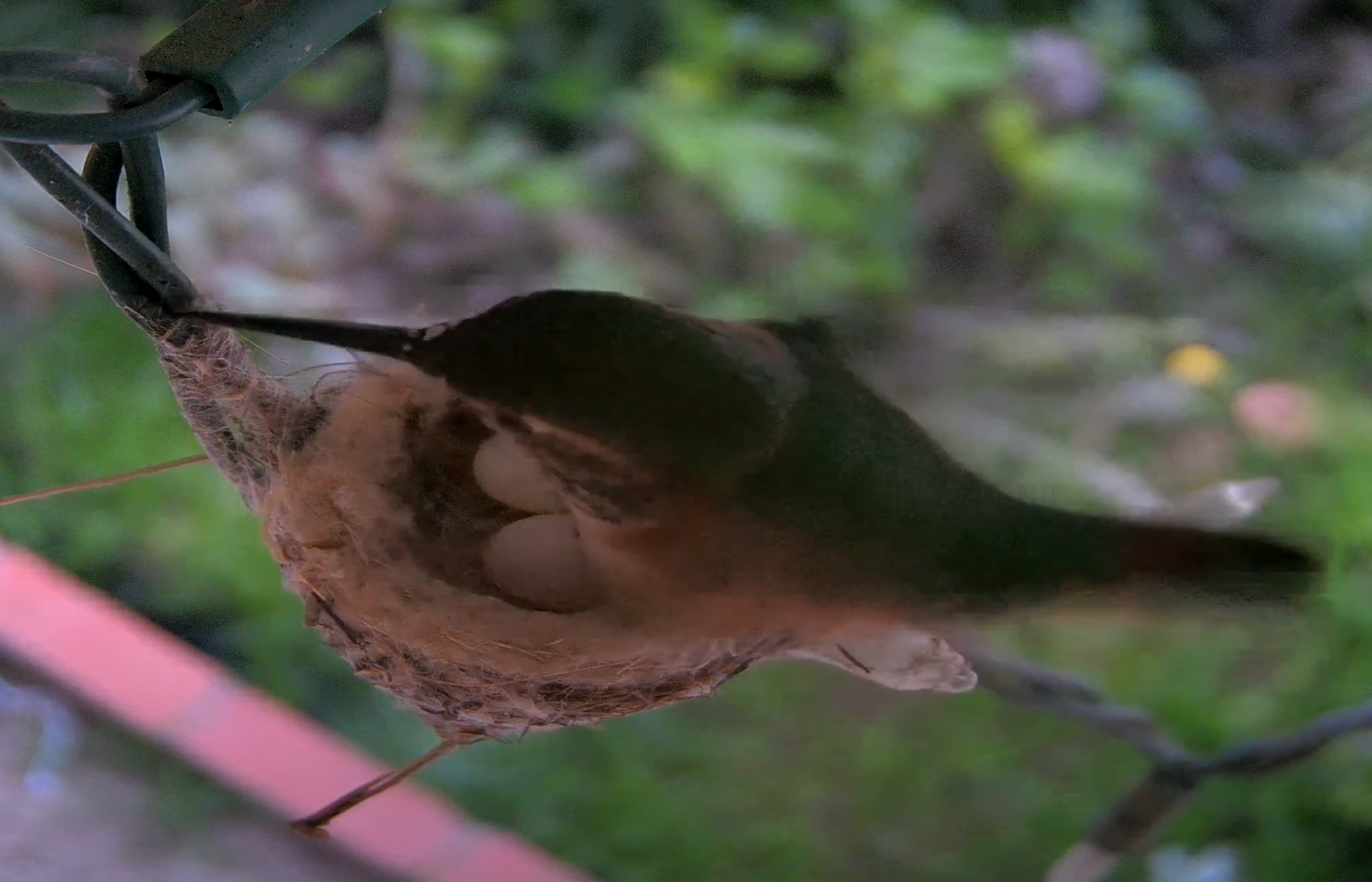 Live Hummingbird Nest Cam - 2025