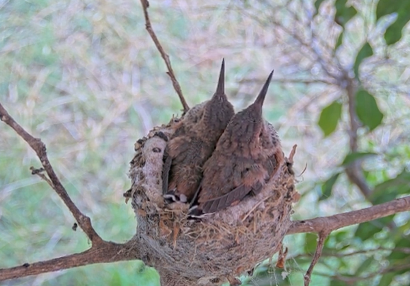 Hummingbird Nest Cam - 2024