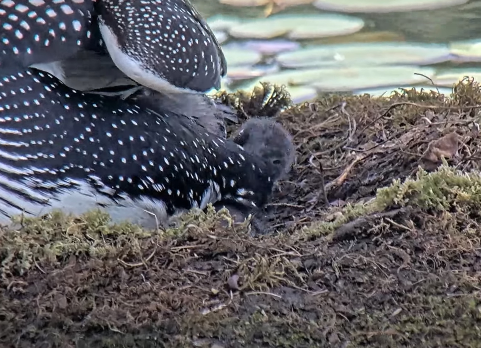 Live Loon Nest Cam - 2025