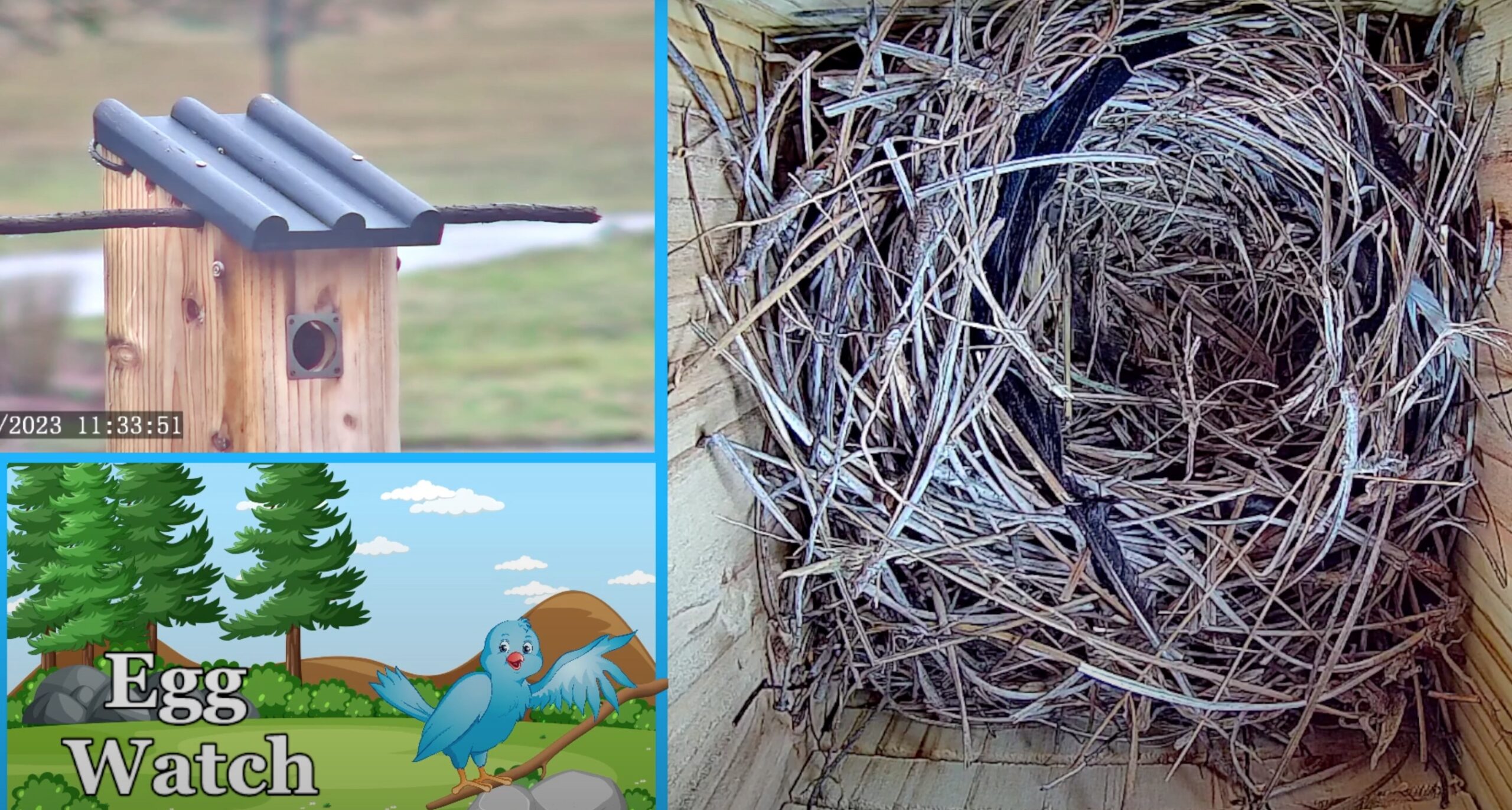 NC Eastern Bluebirds Nesting - 2025