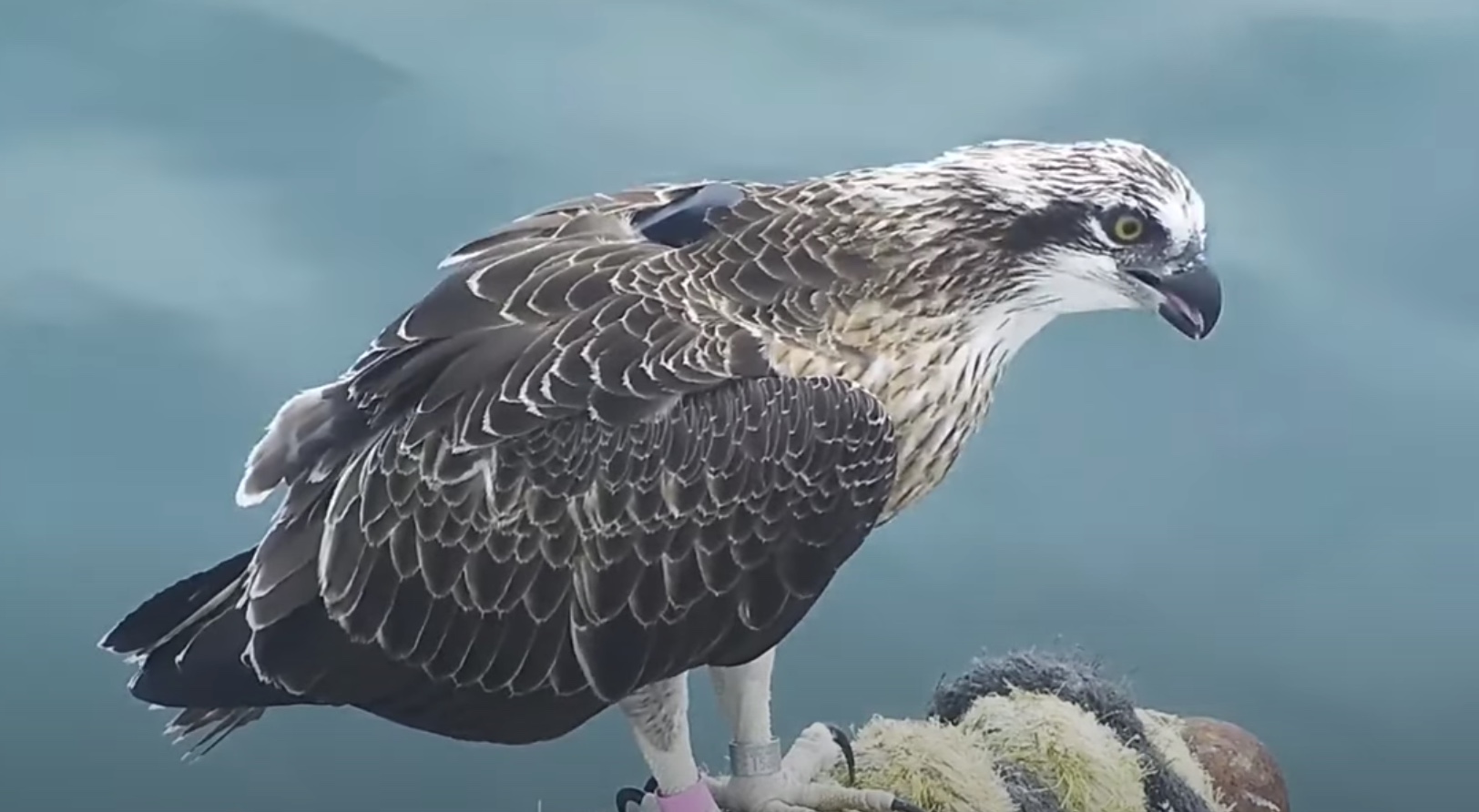 Port Lincoln Osprey Nest Cam - 2023