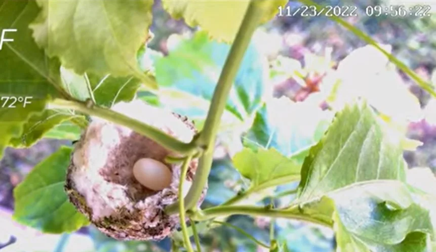 Hummingbird Nest - 2024