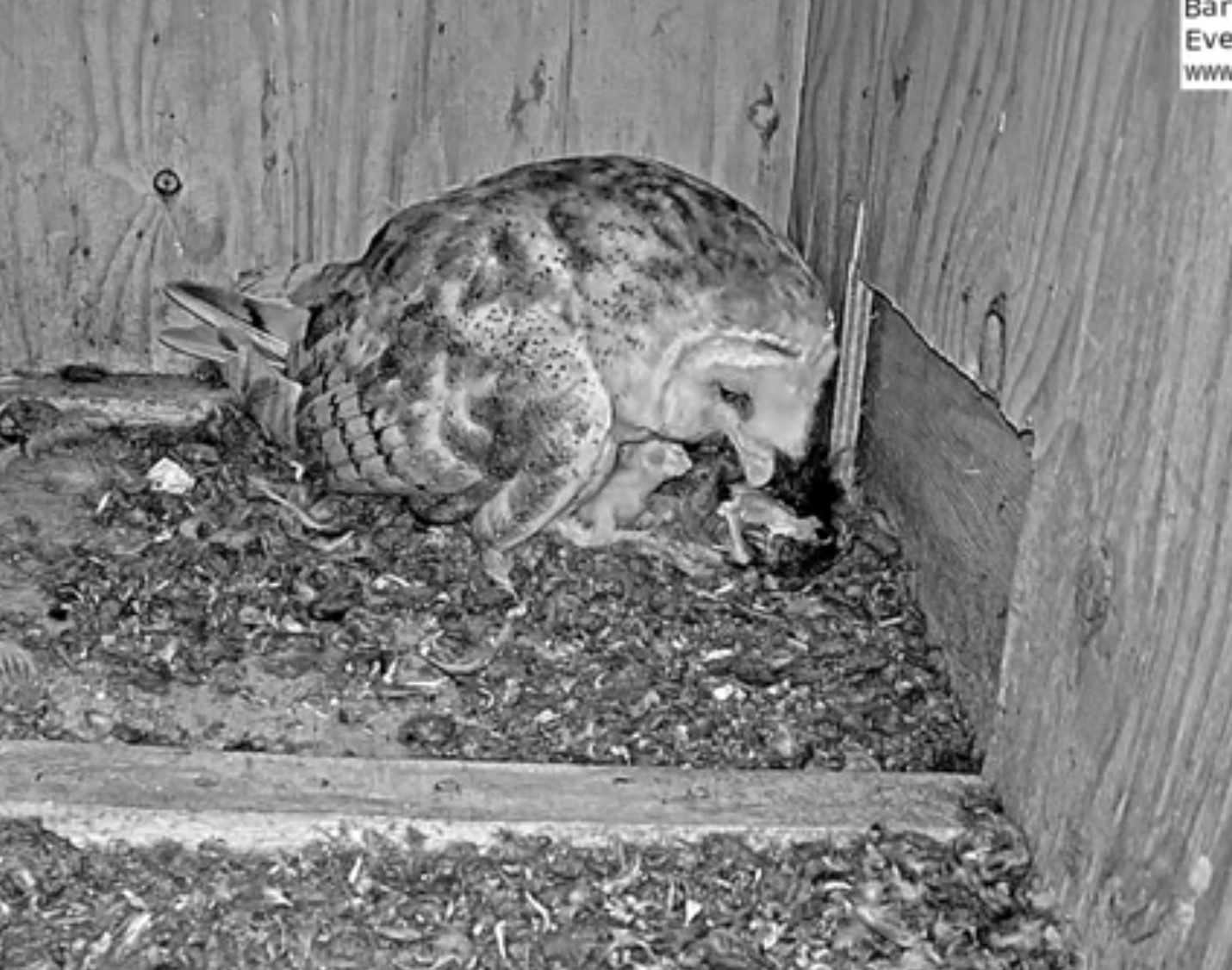 Florida Barn Owls - 1st egg Hatch video 3/4/23
