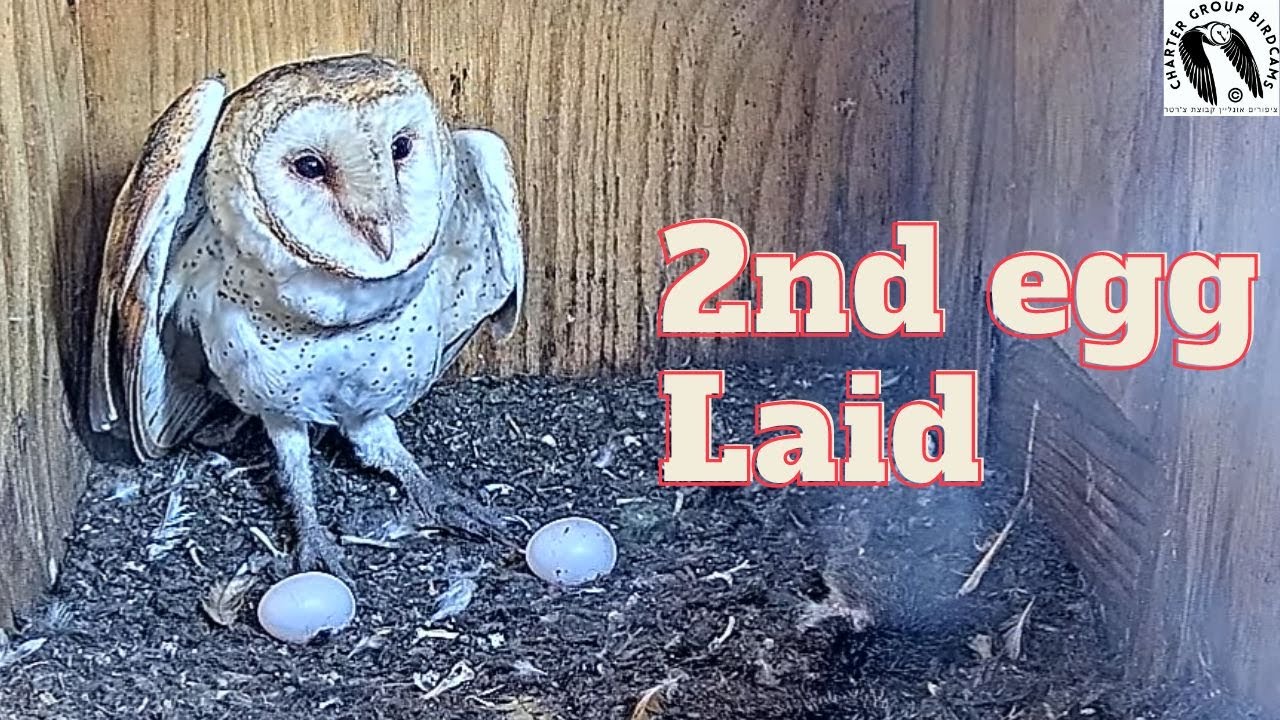 2nd & 3rd egg laid florida Barn owls cam1 3/13/23