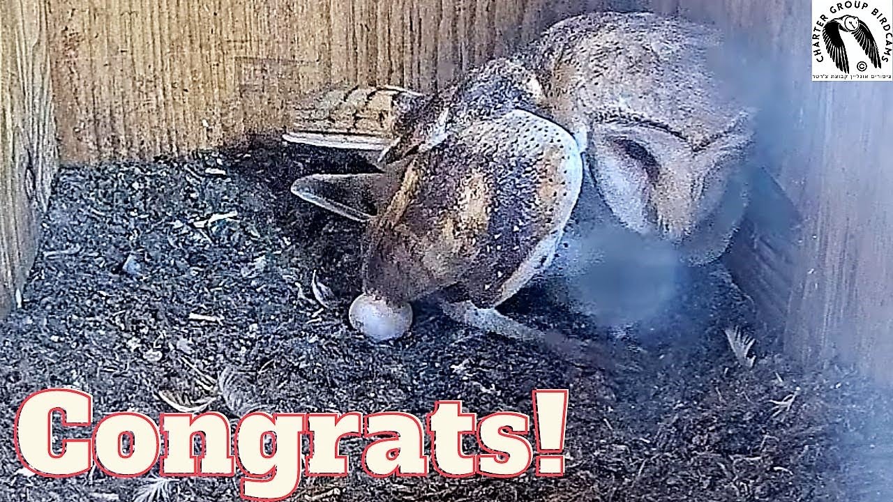 box1 Florida Barn Owls first egg laid video 3/9/23