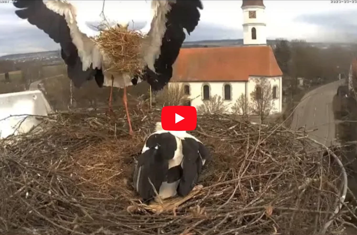 Gögglingen Storks 1st egg laid video