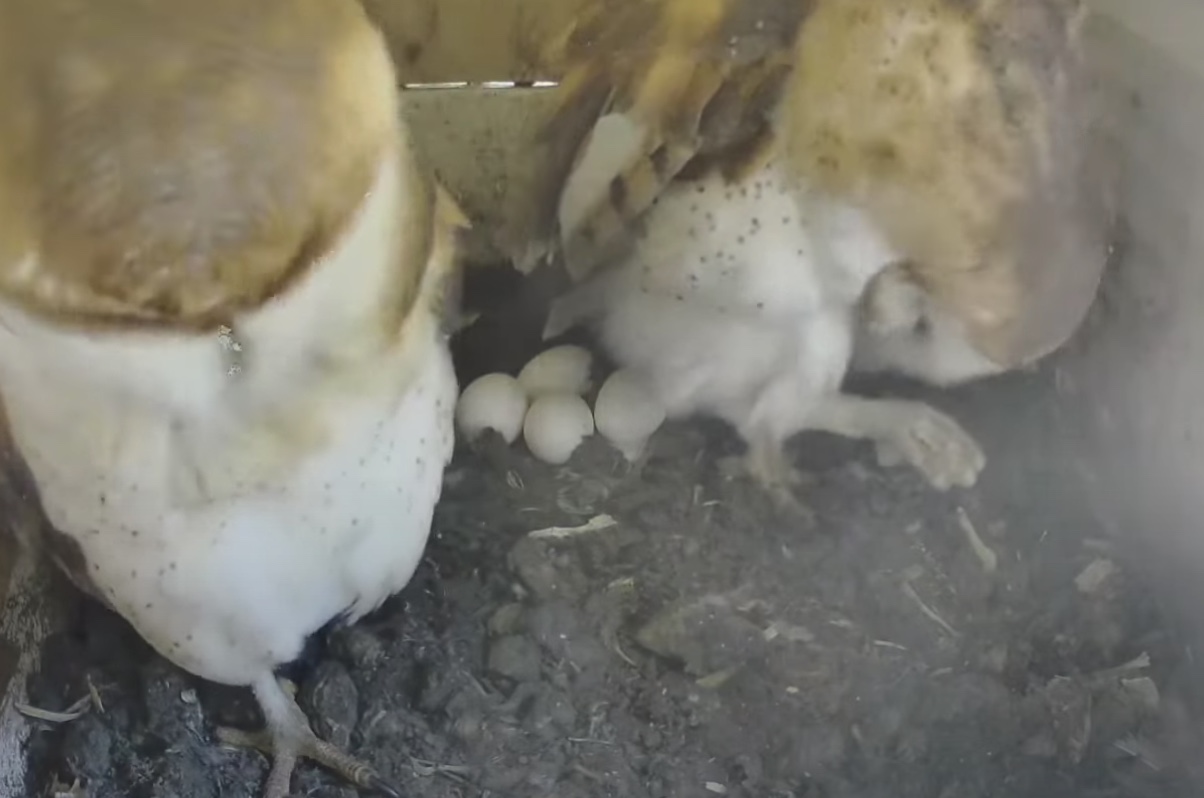 831 Barn Owls 4th Egg Laid 4/11/23