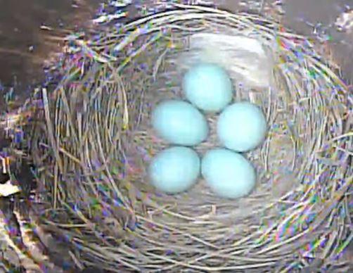 TN Bluebirds Hatch Watch Begins!