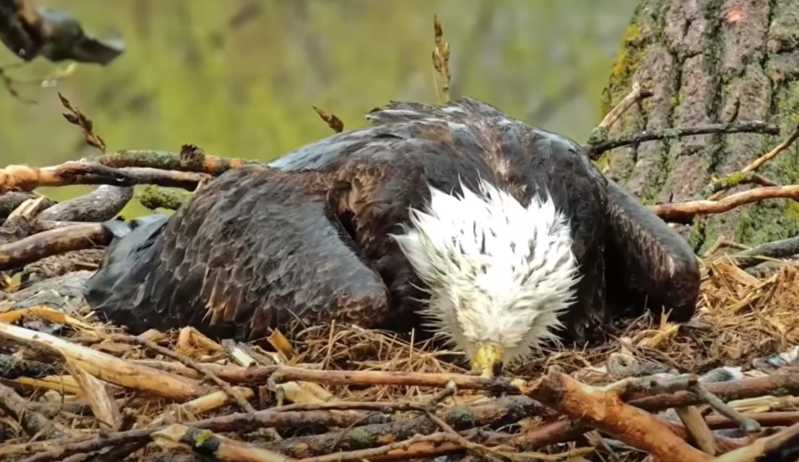 Decorah Eagles HD Cold, Wet, Shivering Video