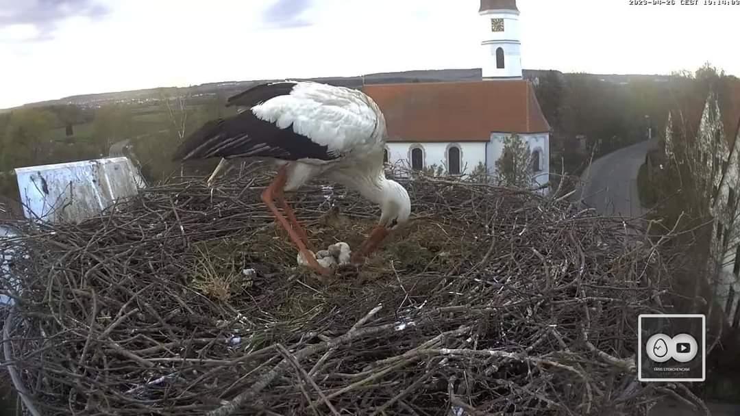 White Storks Nesting - 2025