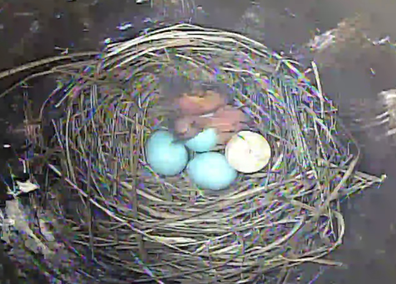 Bluebird - Eggs are Hatching!