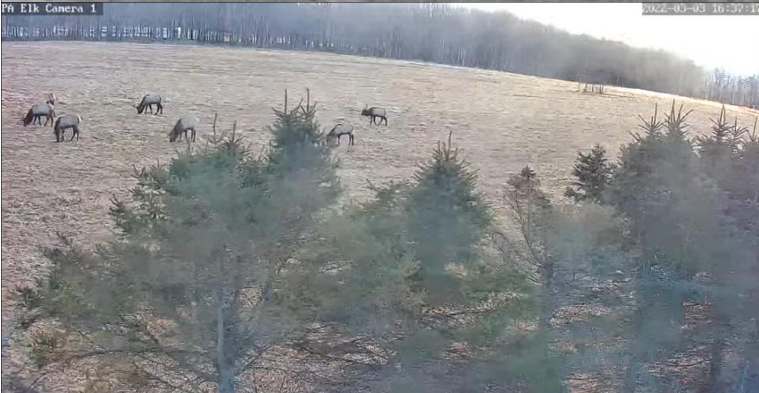 The Elk Rut Has Begun! - PA ELK CAM