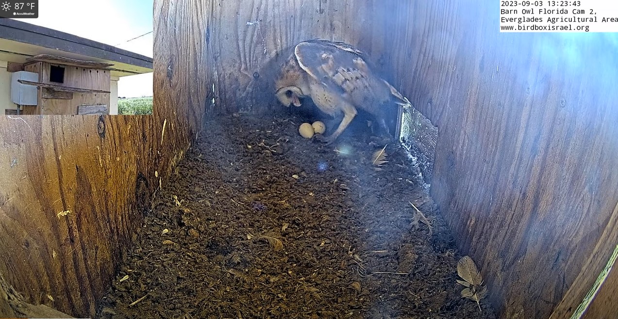 Florida Barn Owls 2 Eggs Laid Videos