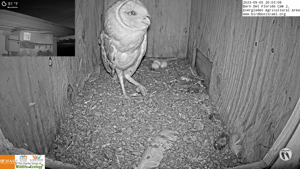 Video - Florida Barn Owls Lay 3rd Egg!