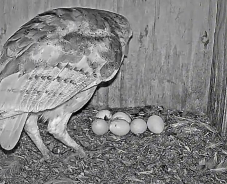 Florida Barn Owl Lays 6th Egg Video