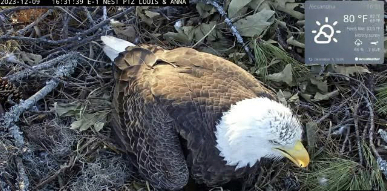 KNF Eagles - Anna Lays 1st Egg Video