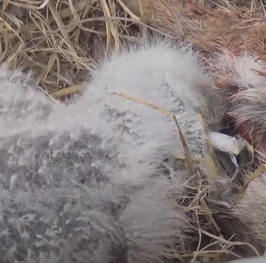 SWFL Eagles - E23 Gets Fish Bone Stuck In Throat - VIDEO