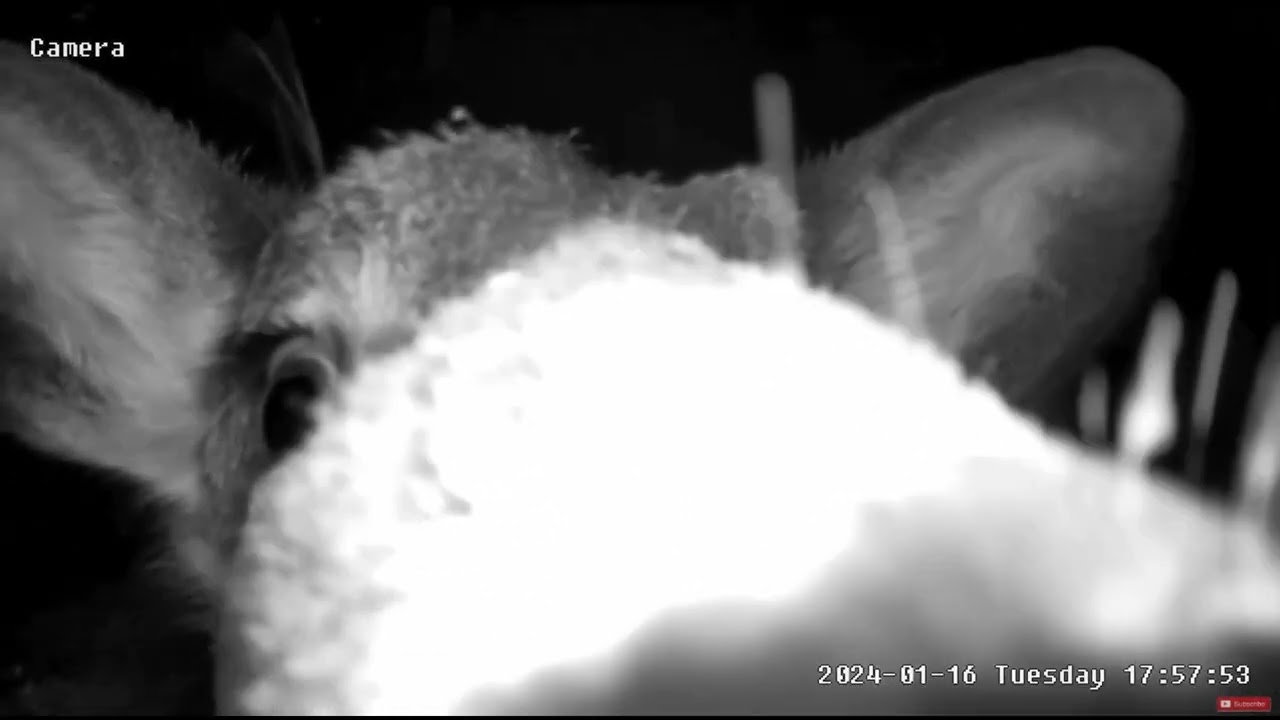 Video - Deer Checks Out New Cam, Gives Kisses - MN Deer Cam