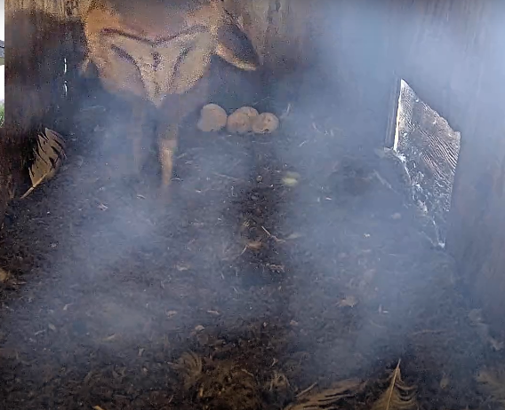 Florida Barn Owls - Hatch Watch Begins! - Cam2