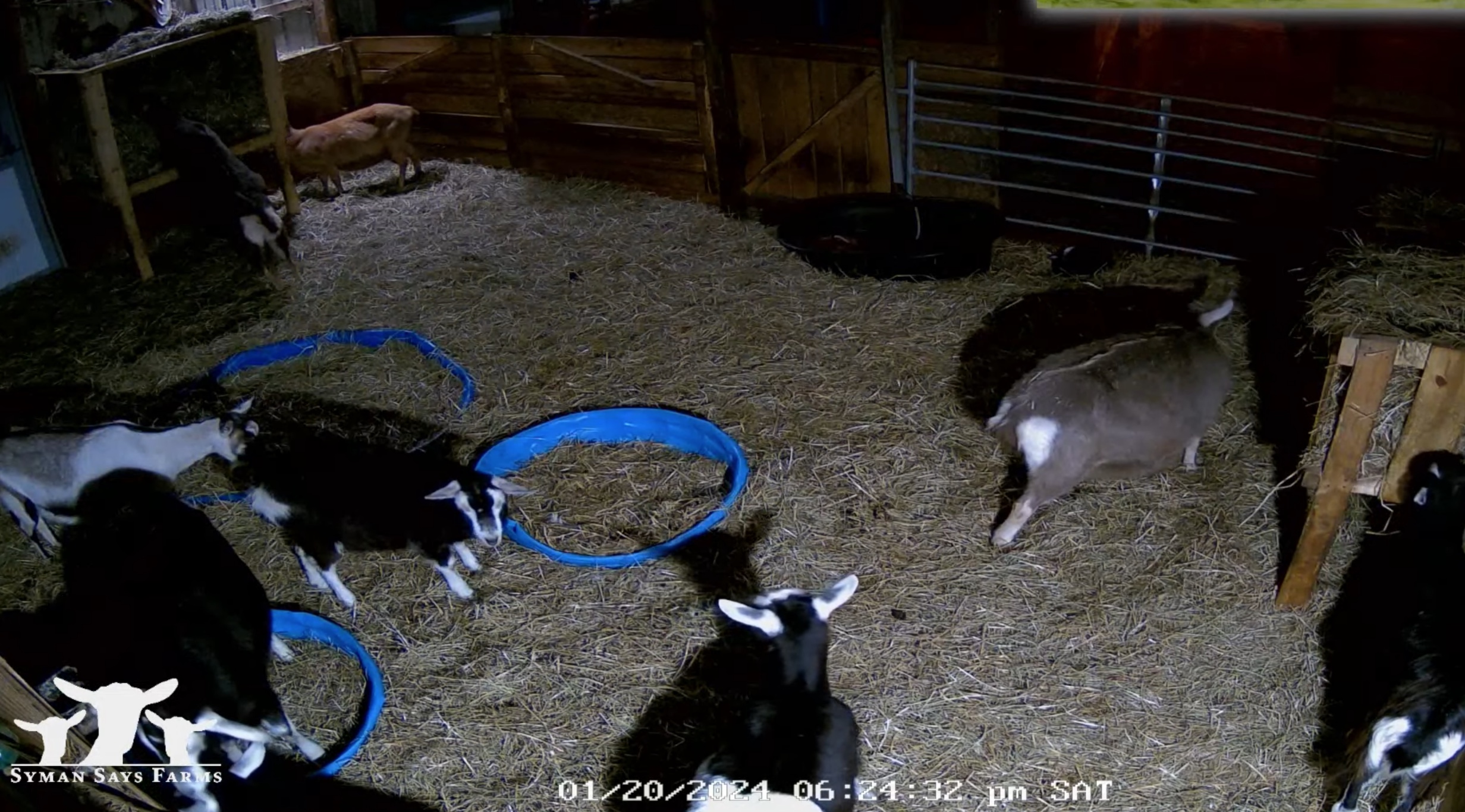 ¡Goat Cam ya está disponible!