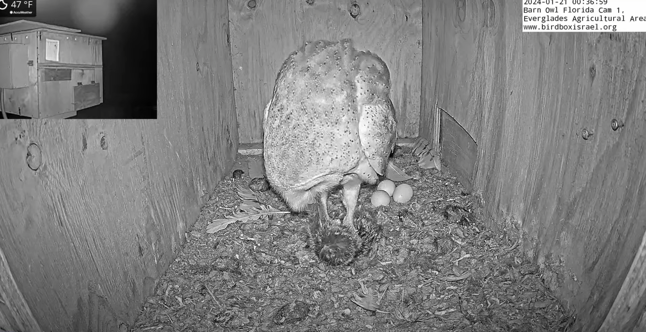 Florida Barn Owls Box1 - 3 eggs laid so far! - Videos