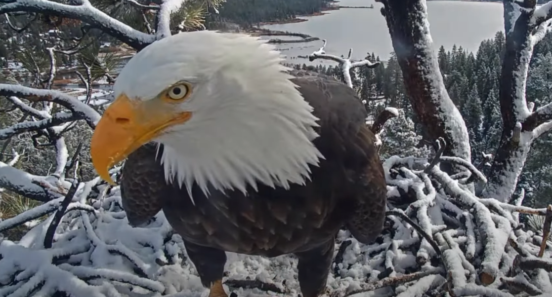 Video - Shadow Delivers Fish Proceeds To Get Extra Close To Camera