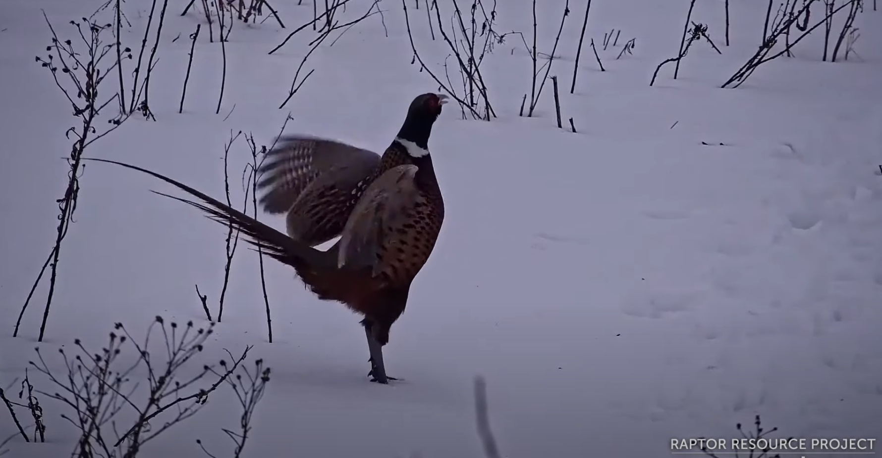 Video - Pheasant Yells Come Get Me! - Decorah North Eagles