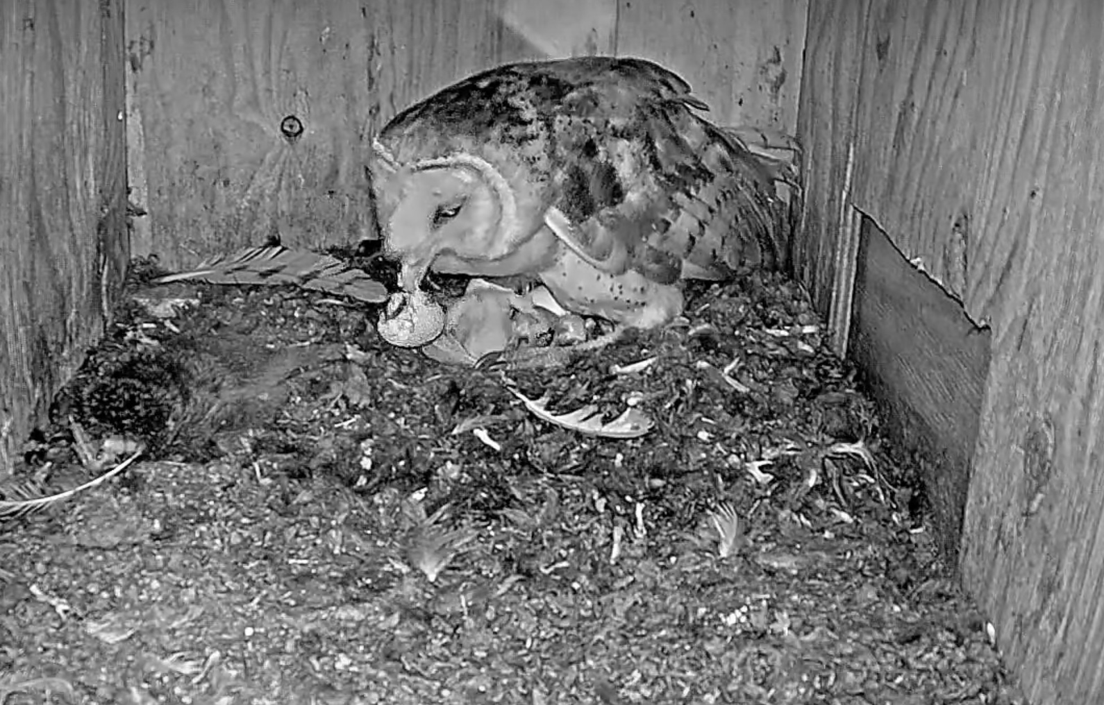 Video - 3rd Egg Hatches! - Florida Barn Owls