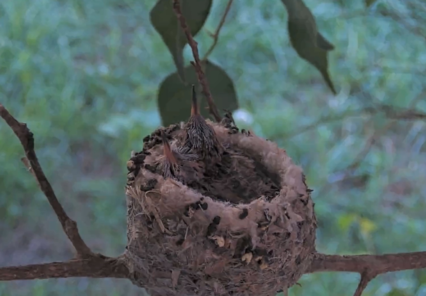 Hummingbird Nest Cam - 2024