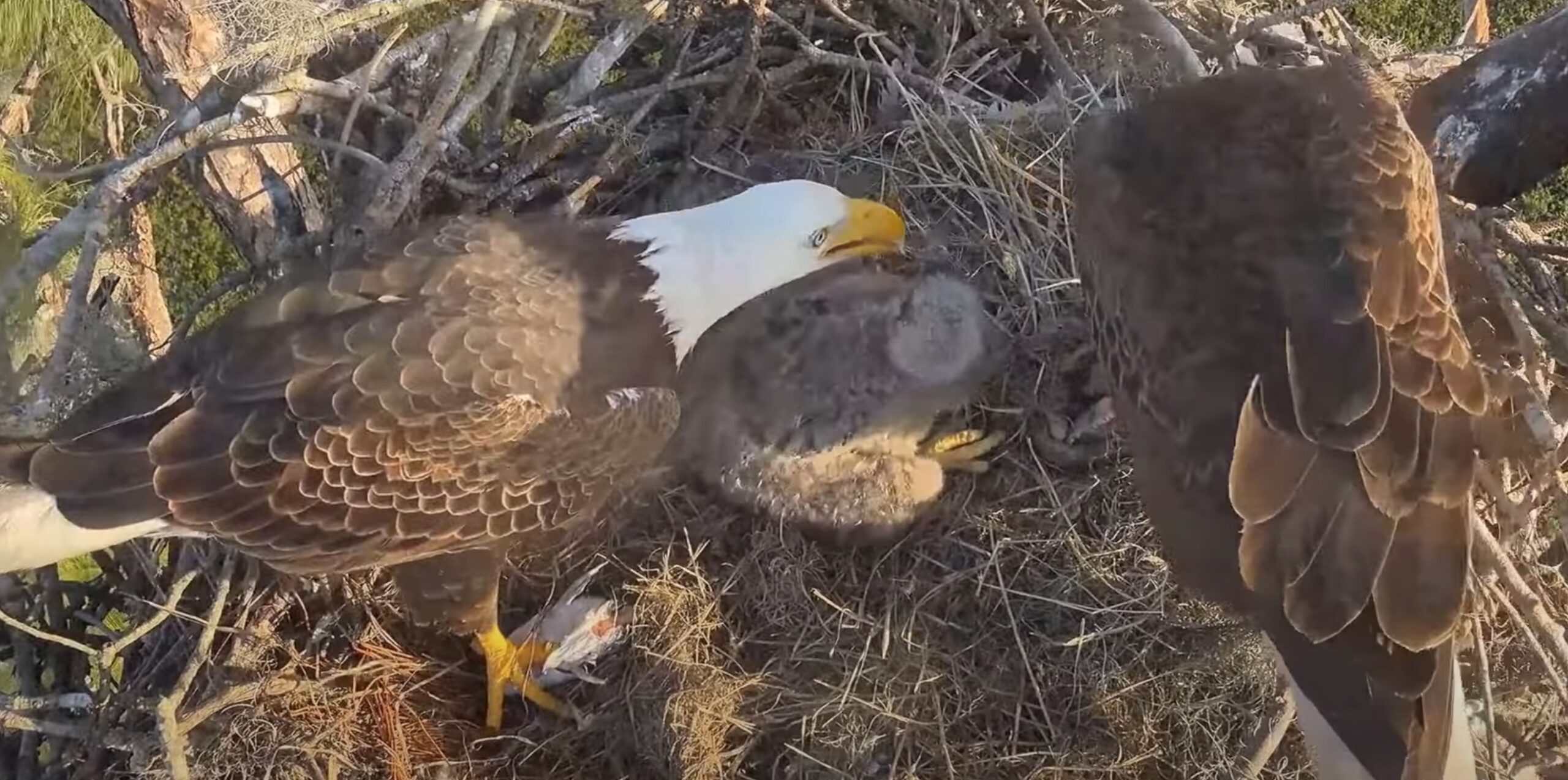 Video - Tandem Feeding Session Leads to Extra Full Belly - SWFL Eagles