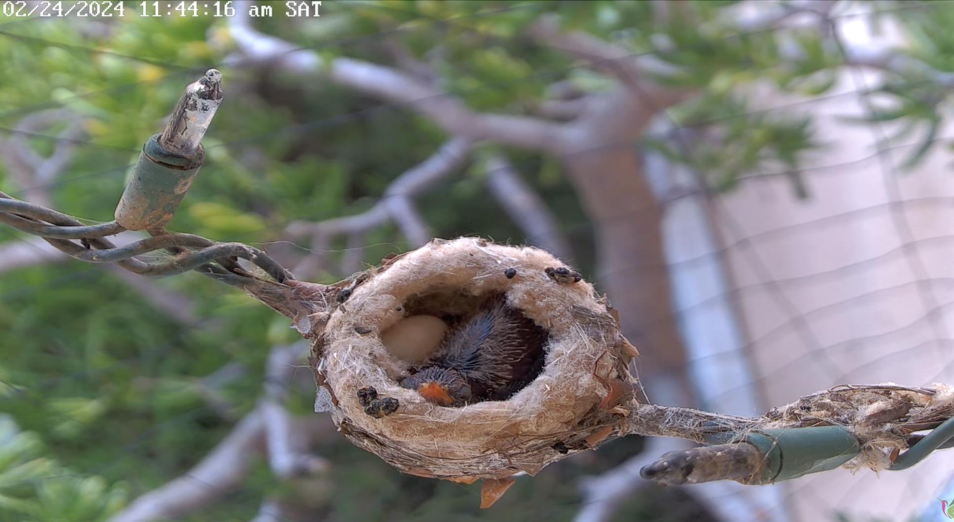 Live Hummingbird Nest Cam - 2024
