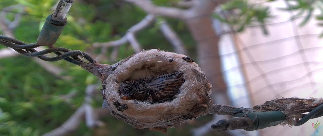Live Hummingbird Nest Cam - 2024