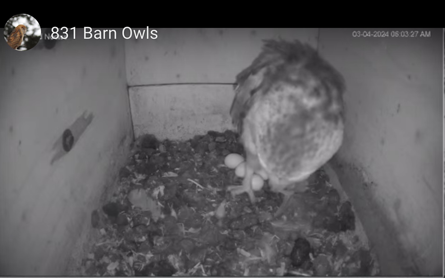 4 Eggs Now At 831 Barn Owl Cam