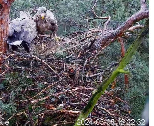 White Tailed Eagle Nest Cam - 2024