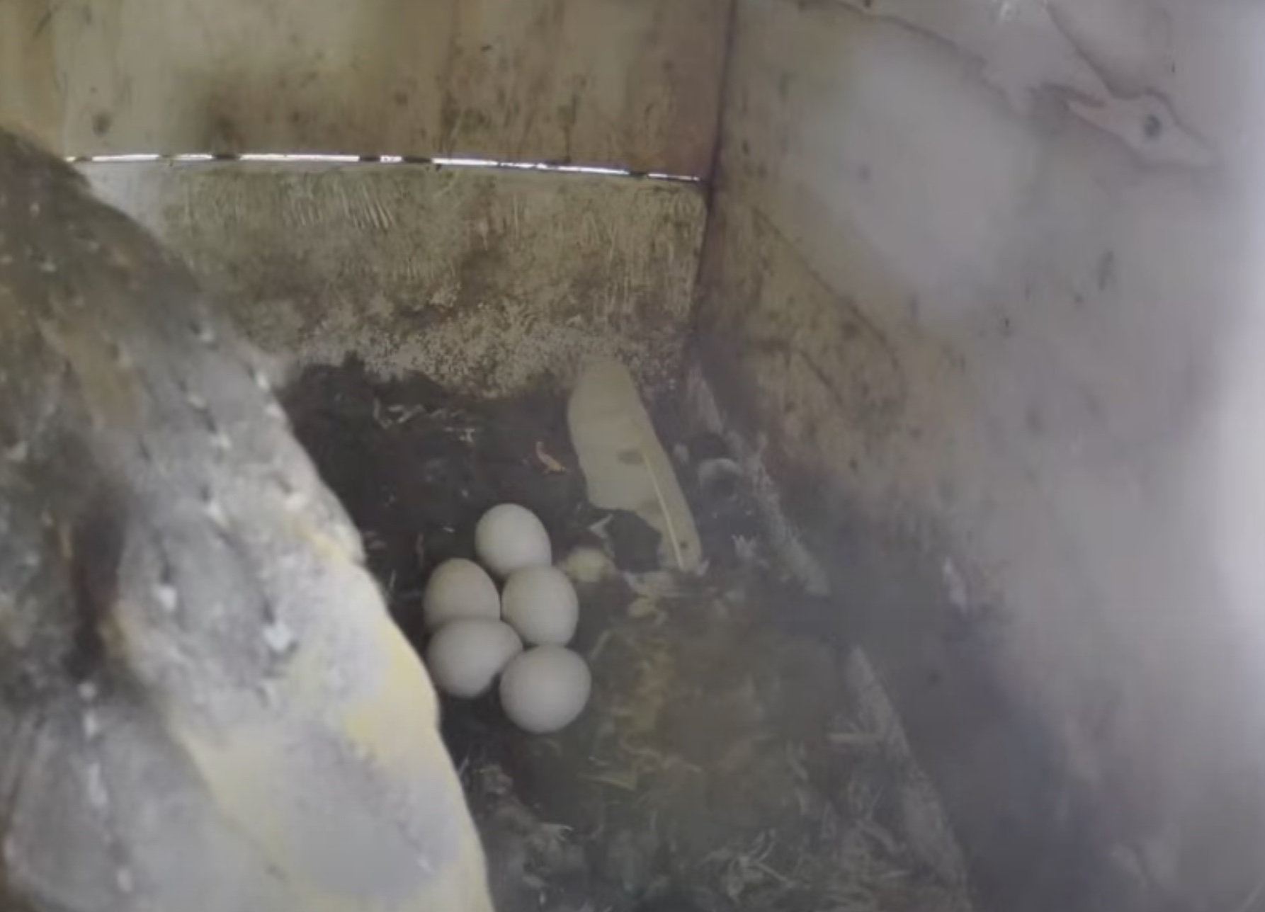 5th Egg Laid - 831 Barn Owl Cam