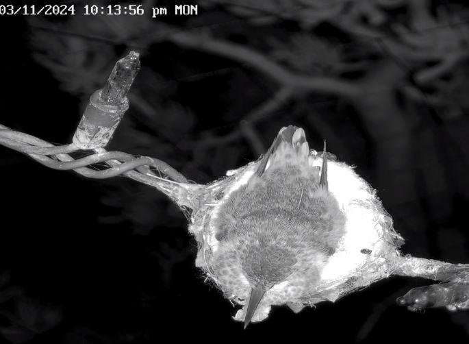 Live Hummingbird Nest Cam - 2024