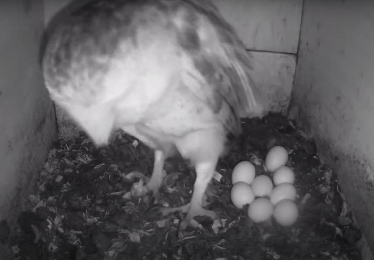 8TH Egg Laid! - 831 Barn Owl Nest Cam