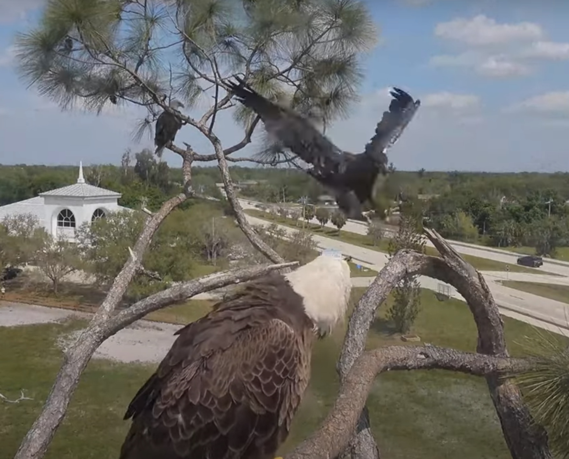 Video - E23 Practices Wing Skills - SWFL Bald Eagle Cam