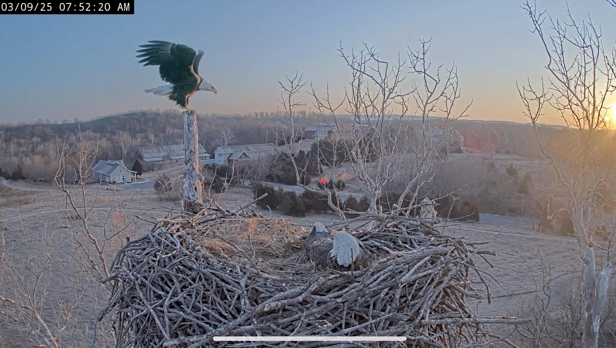 NCTC Eagle Cam - 2025