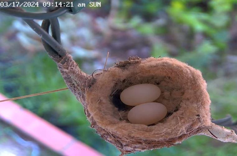 Live Hummingbird Nest Cam - 2024