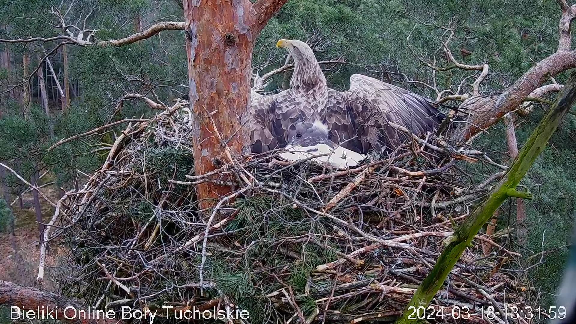White Tailed Eagle Nest Cam - 2024