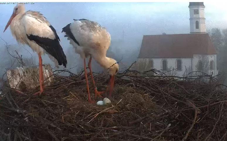 Live Stork Nest - 2024