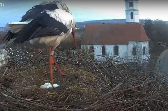 Live Stork Nest - 2024