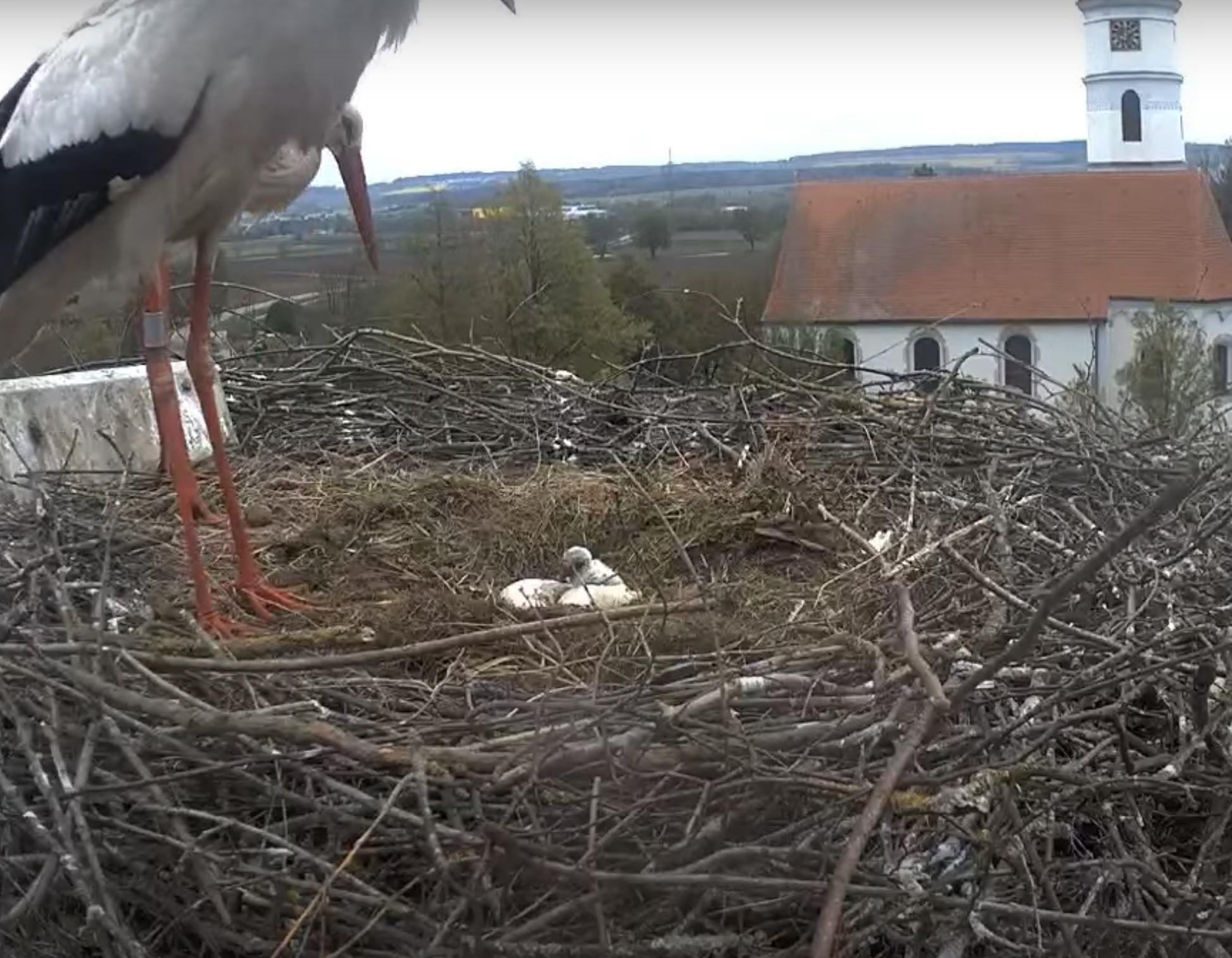 Live Stork Nest - 2025