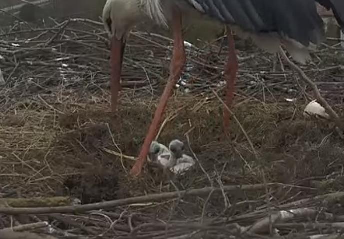 Live Stork Nest - 2024