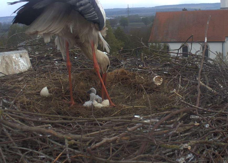 Live Stork Nest - 2024