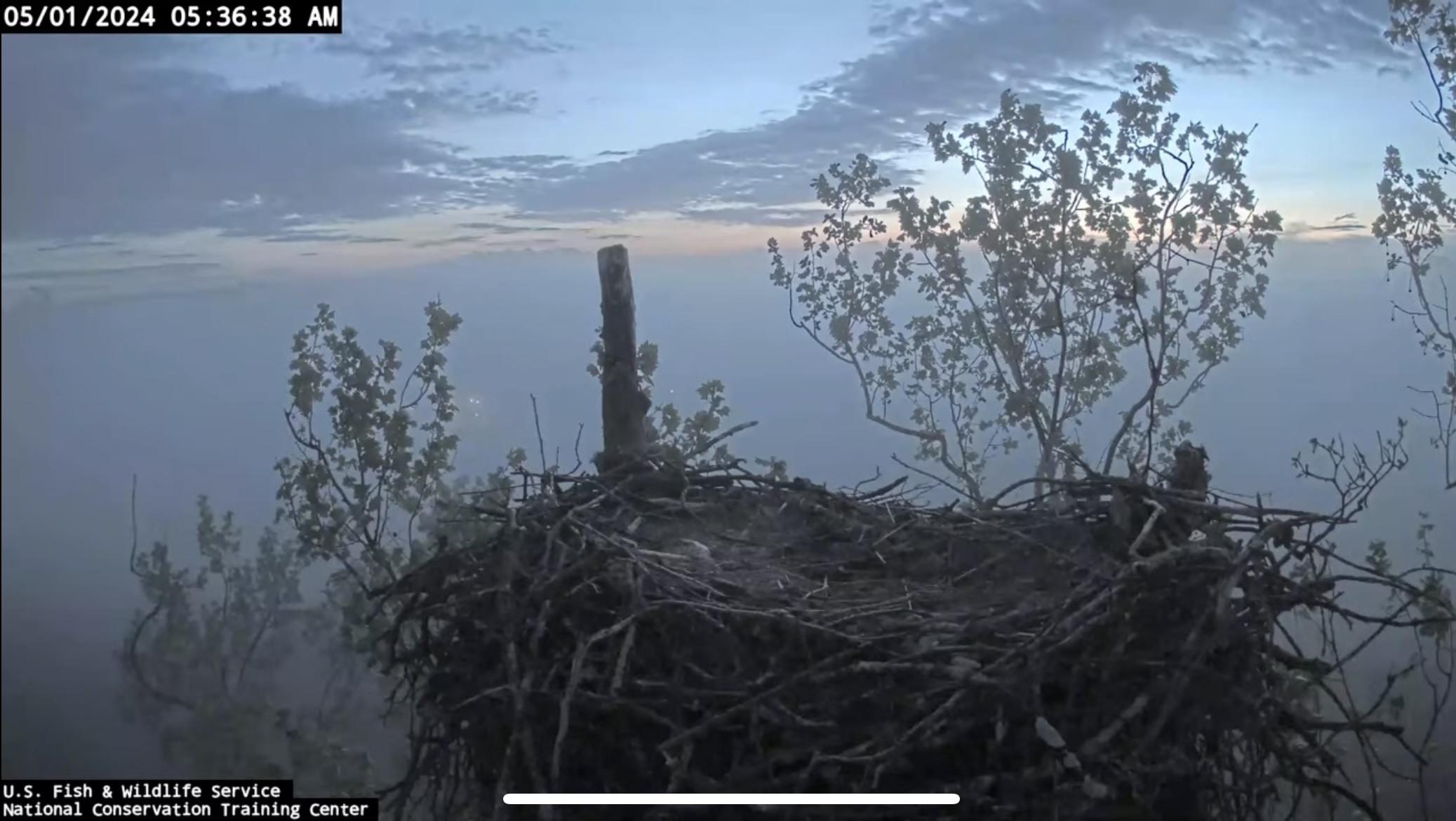 NCTC Eagle Cam - 2024