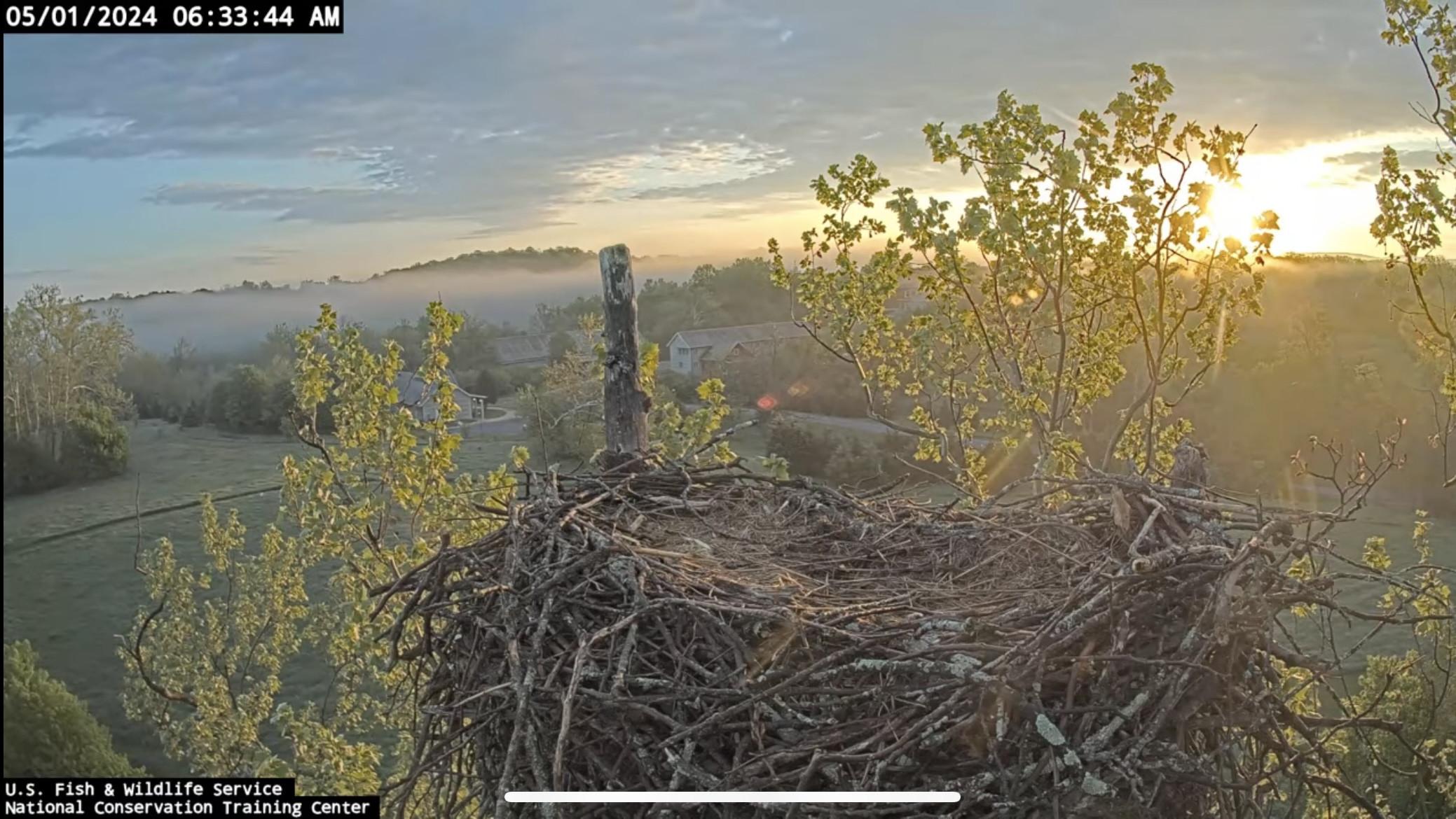 NCTC Eagle Cam - 2024